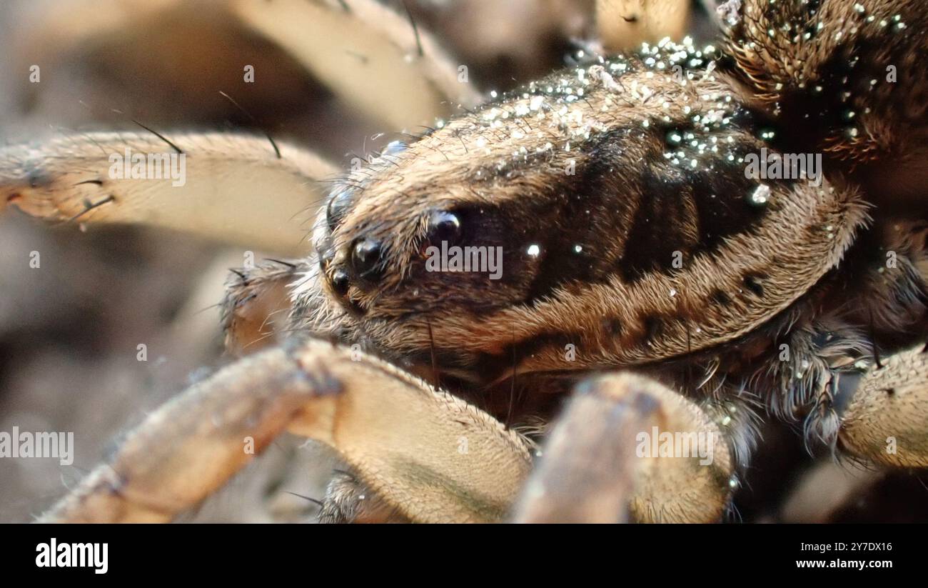 Wolf Spider eyes Stock Photo - Alamy