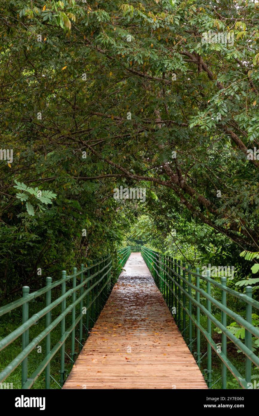 Elevated path with railings through dense greenery in Caño Negro Wildlife Refuge, Costa Rica ...