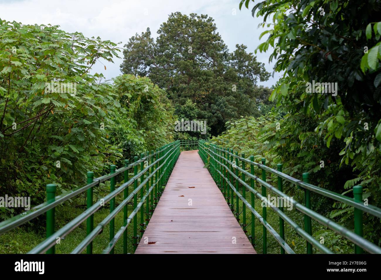 Elevated path with railings through dense greenery in Caño Negro Wildlife Refuge, Costa Rica ...