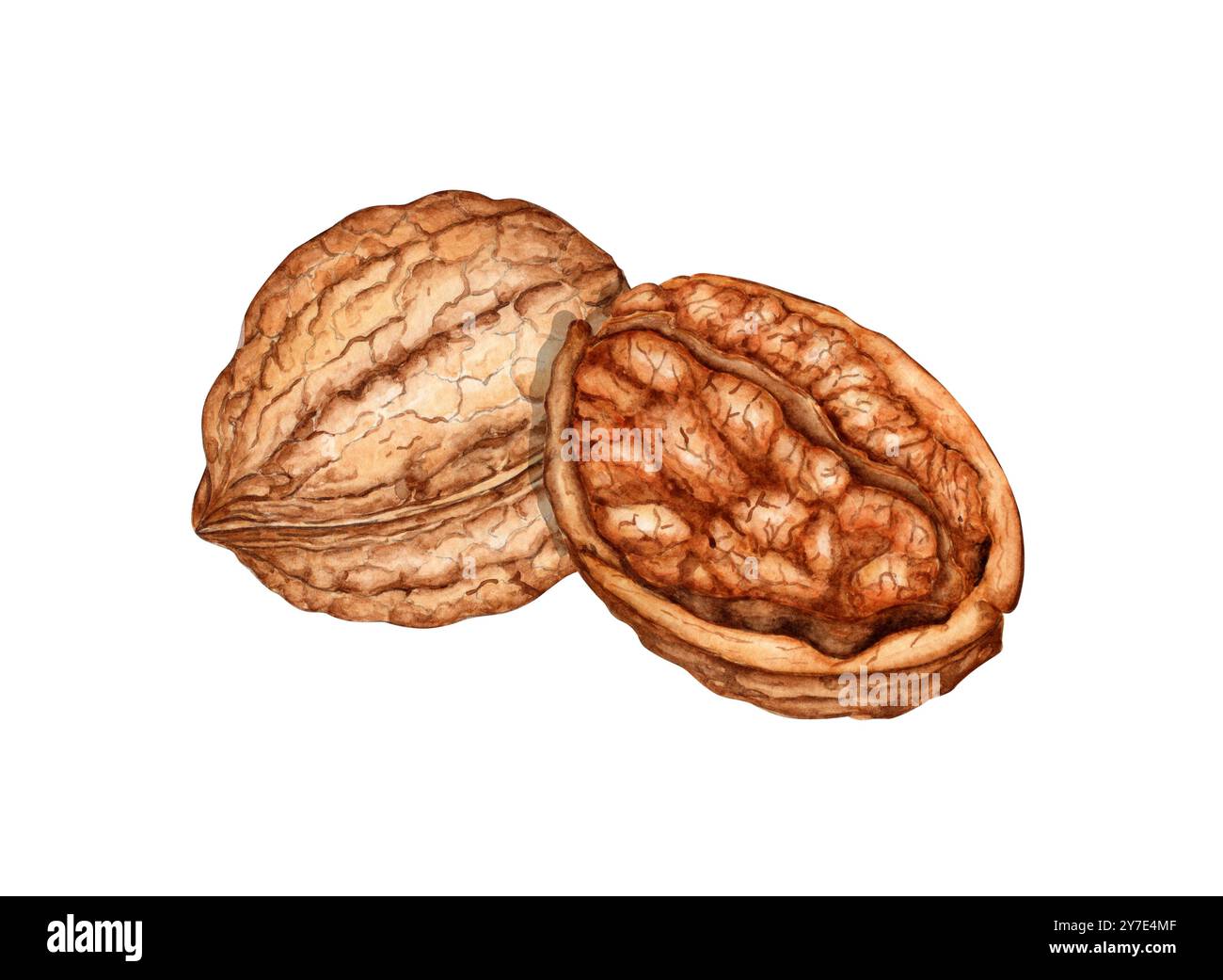 Whole walnut and half kernel with watercolor illustration of green ...