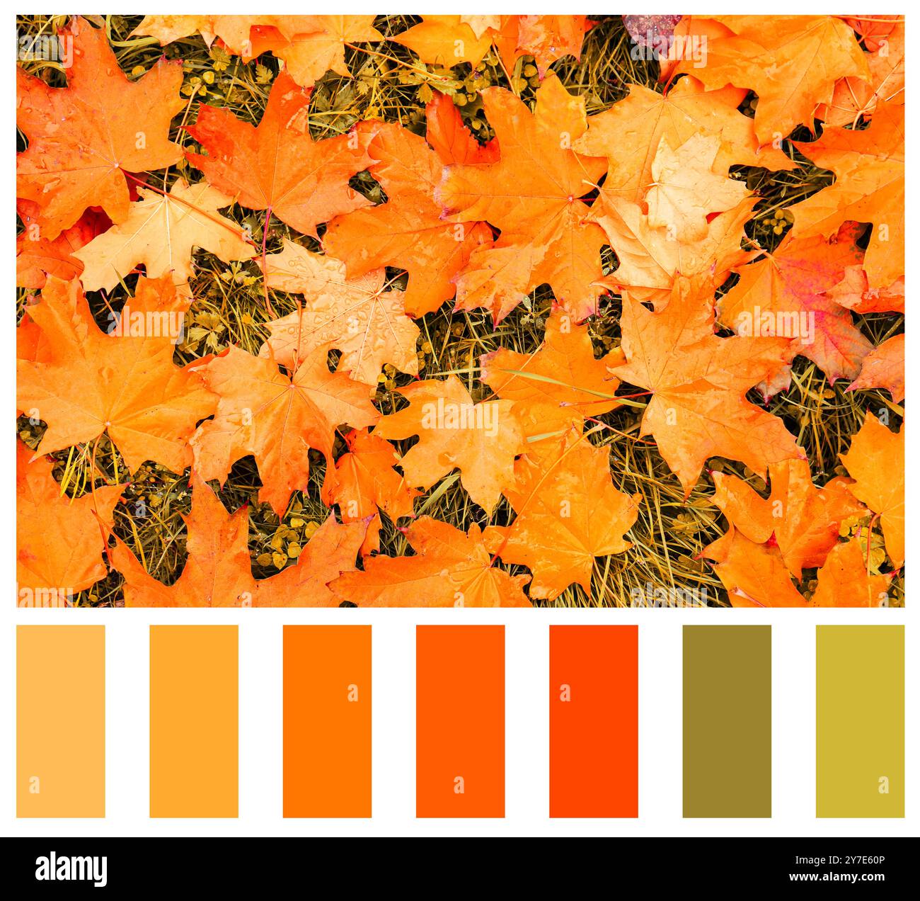 Shades of autumn. Picture of orange leaves on grass and matching color ...