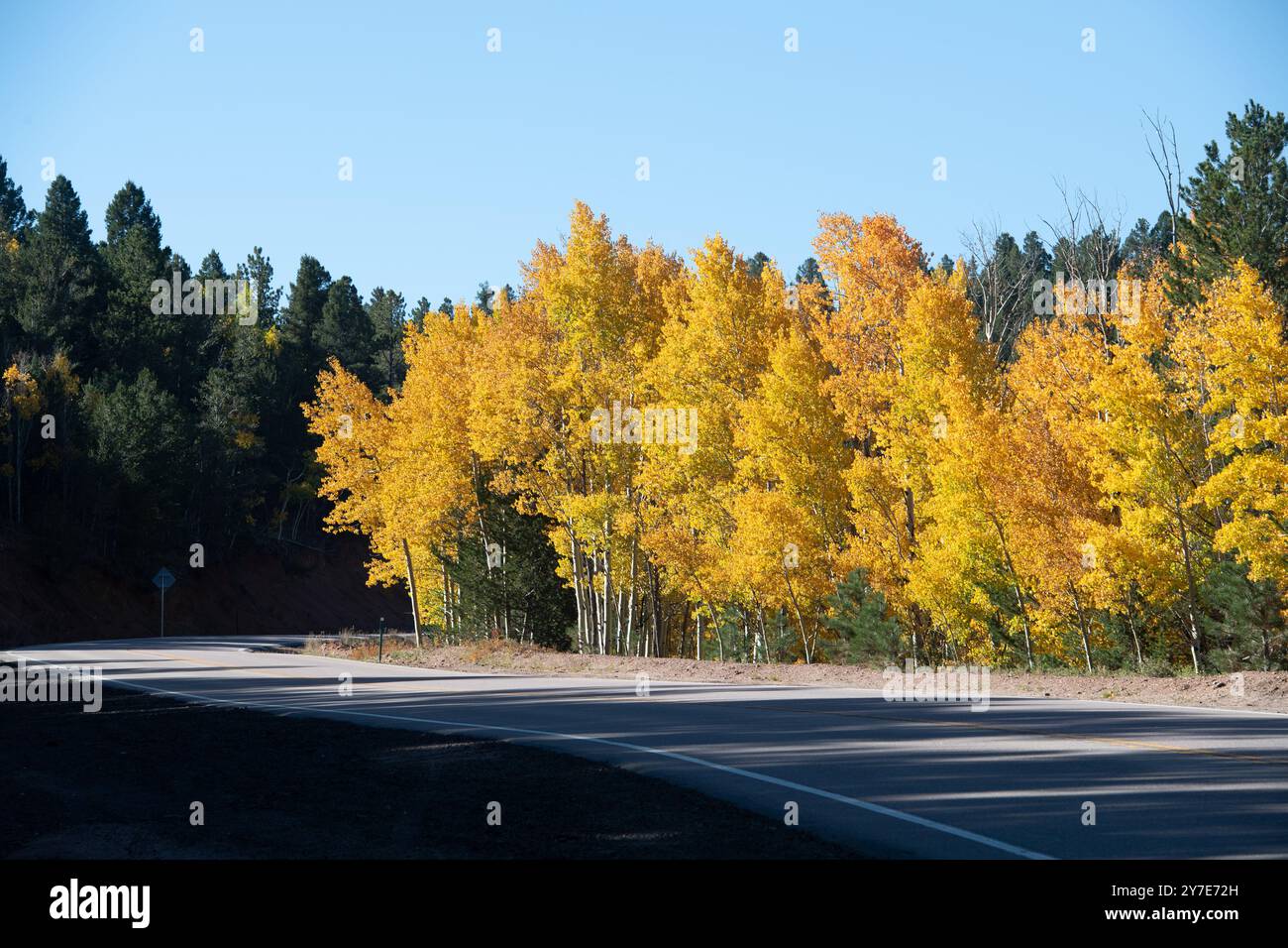 Colorado Highways, surrounded by fall colors with aspen trees near ...