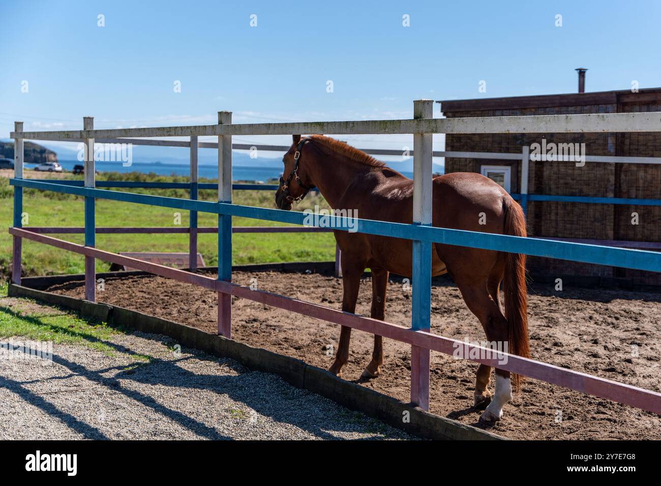 Beautiful white horse stands in hi-res stock photography and images - Alamy