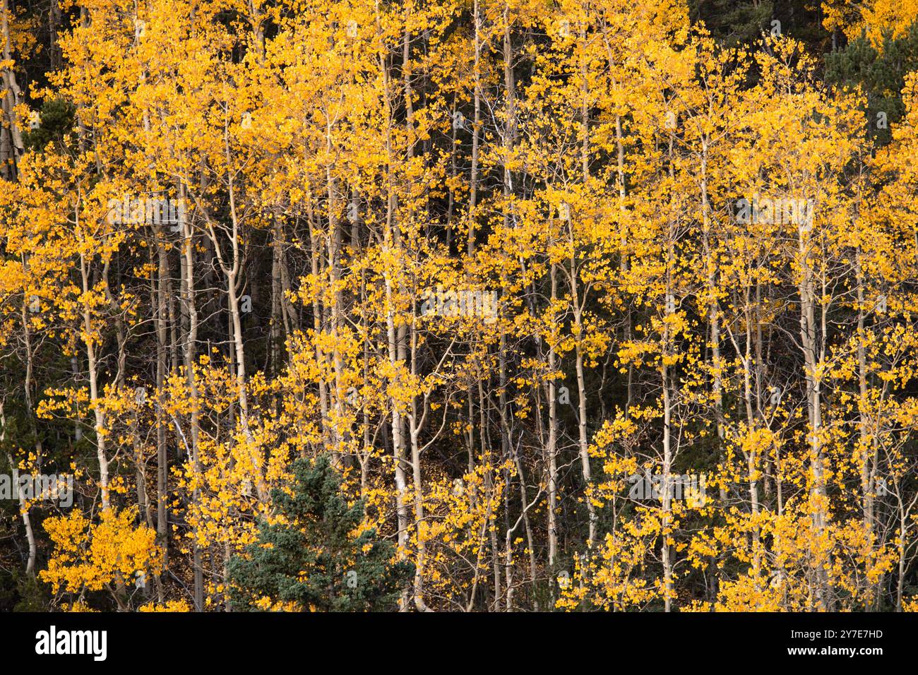 Fall colors with aspen trees near Pikes Peak, Colorado, Sept. 25 and 27 ...