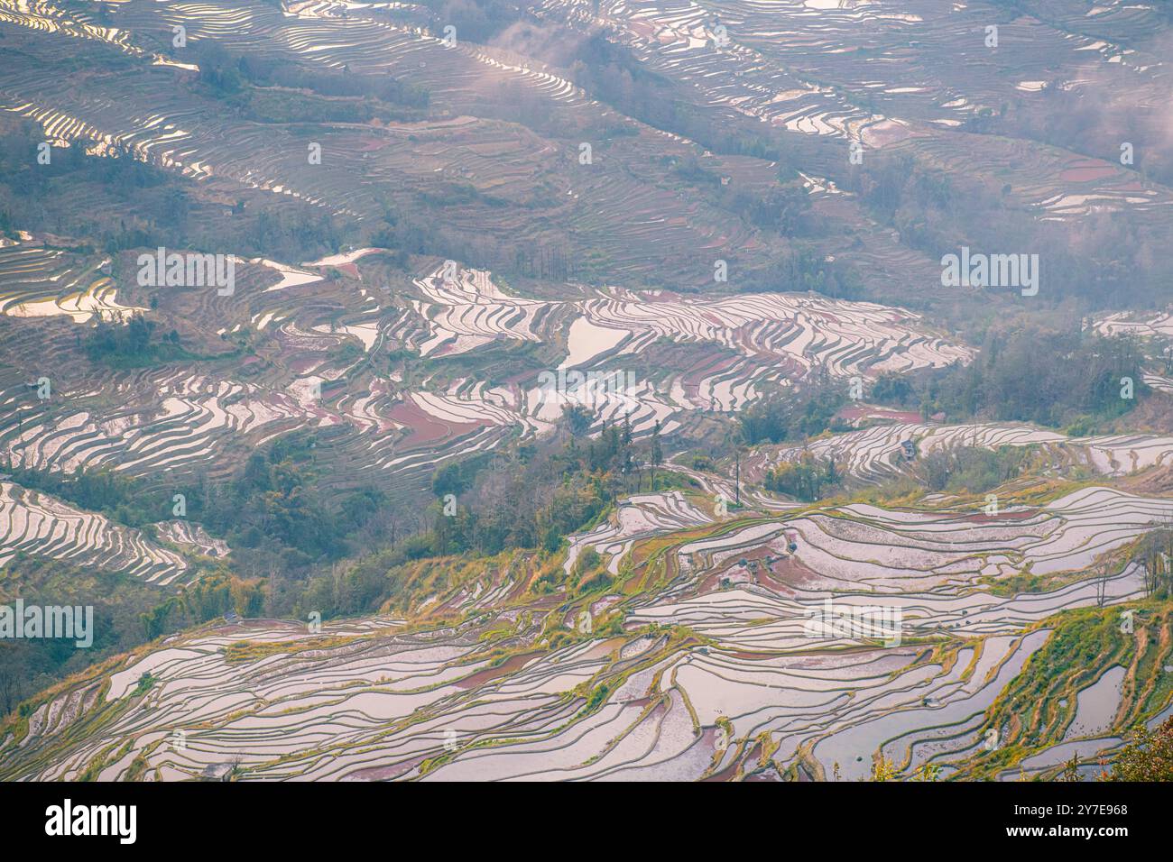 Close up on the layers of the rice terraces in Bada rice terraces area ...