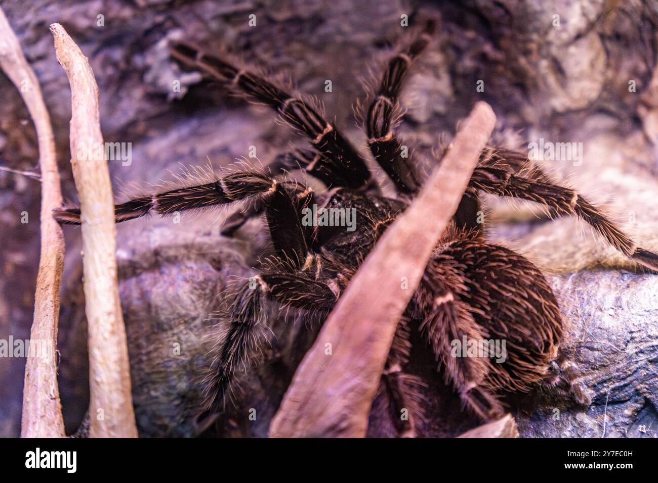 Close-up view of a tarantula resting among natural foliage in an exotic ...