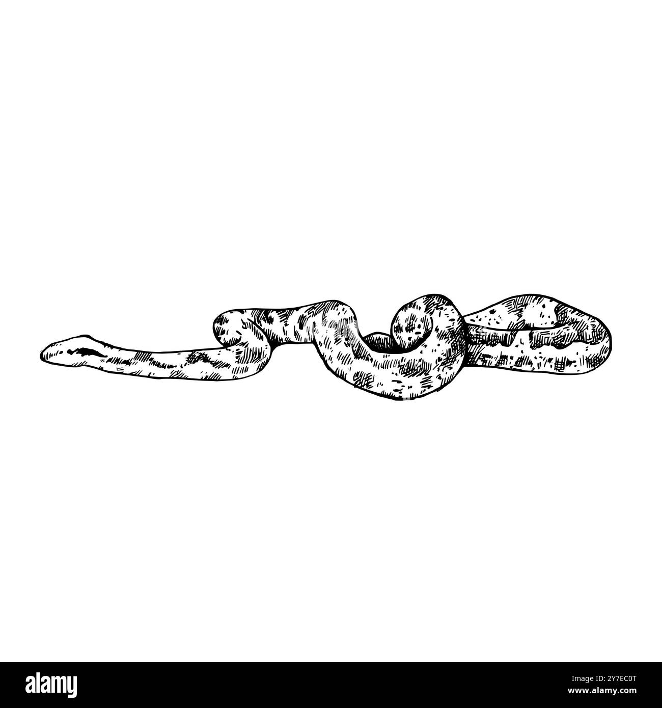 Hand-drawn illustration of boa constrictor snake isolated on white ...