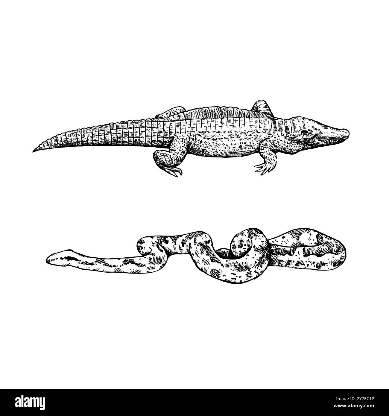 Boa constrictor and crocodile isolated on white background. Black snd ...