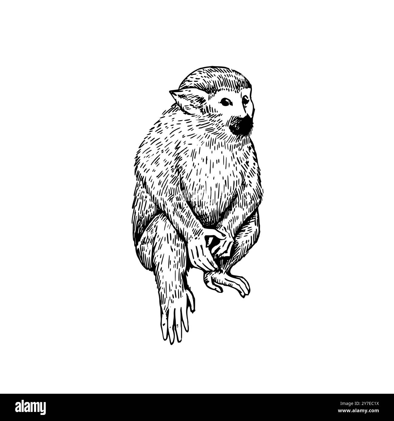 Detailed realistic hand-drawn illustration of adorable monkey in retro ...