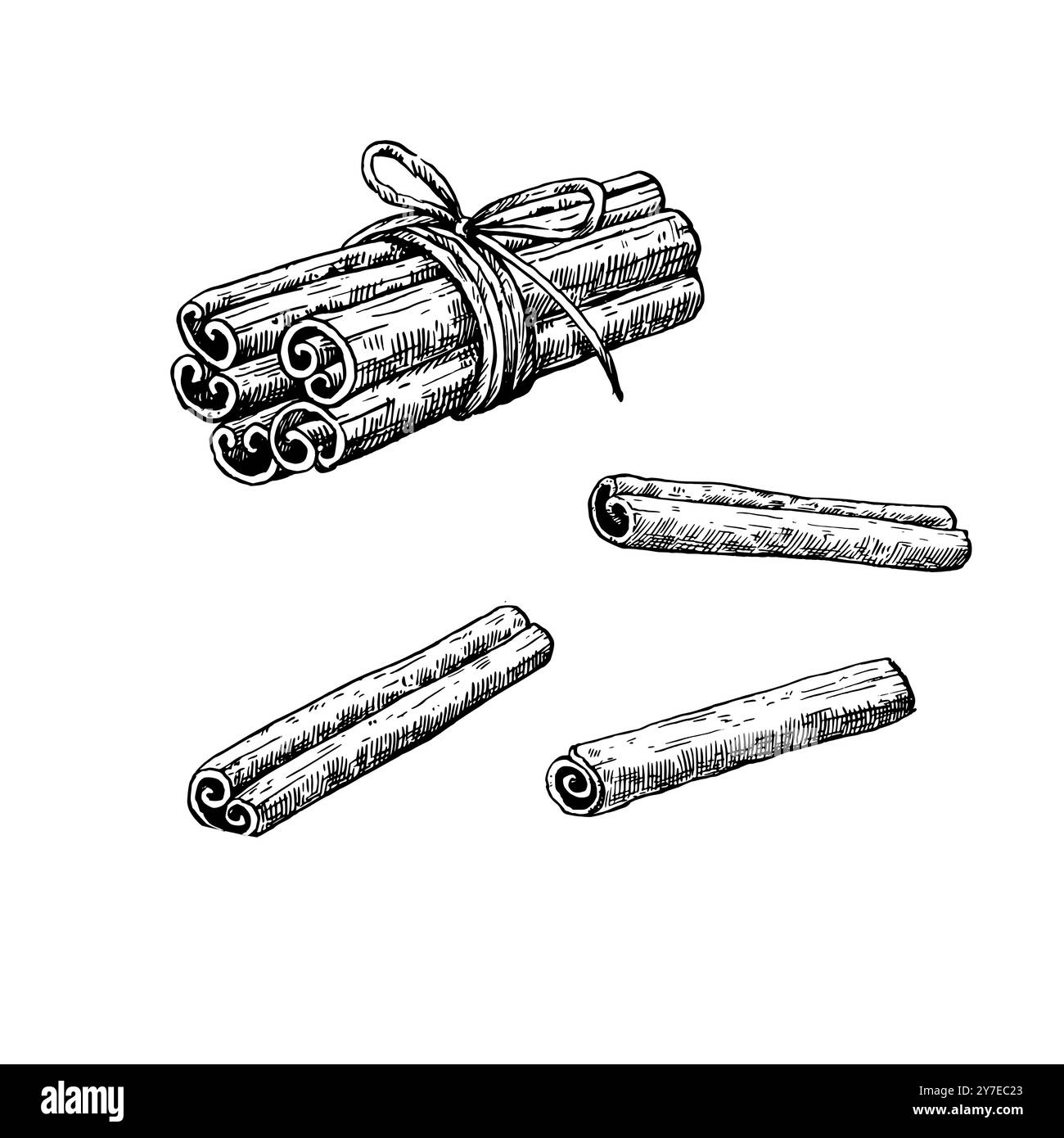 Cinnamon sticks isolated on white background. Hand-drawn vector ...