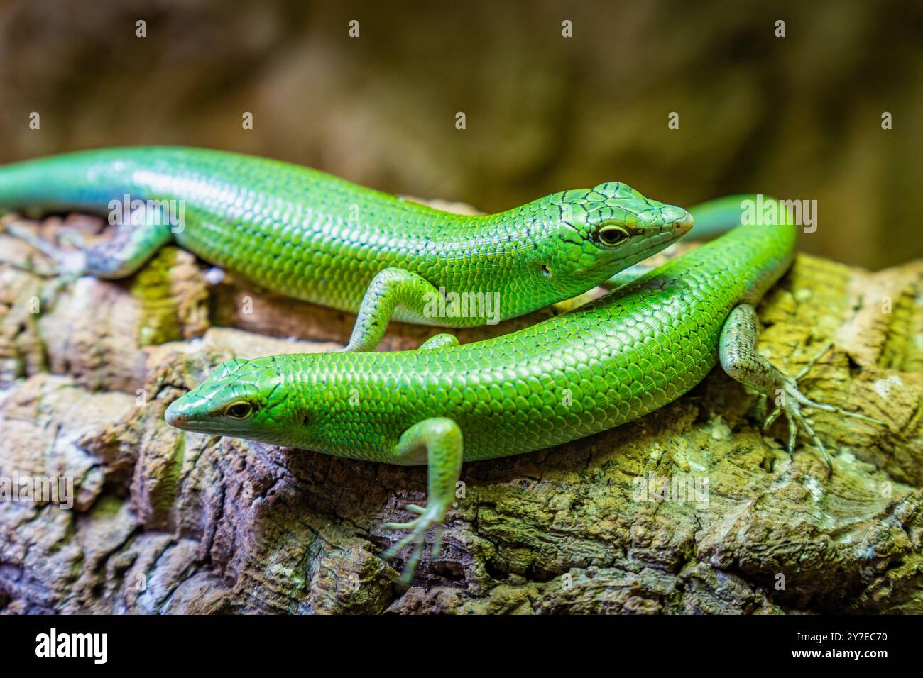 Two vibrant green lizards basking on a textured log in a tropical ...