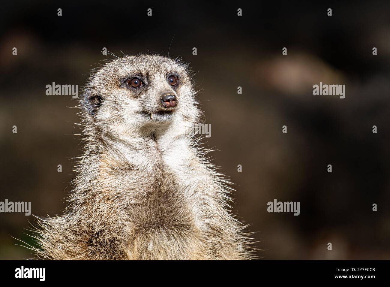 A curious meerkat stands upright, observing its surroundings in a sunny ...
