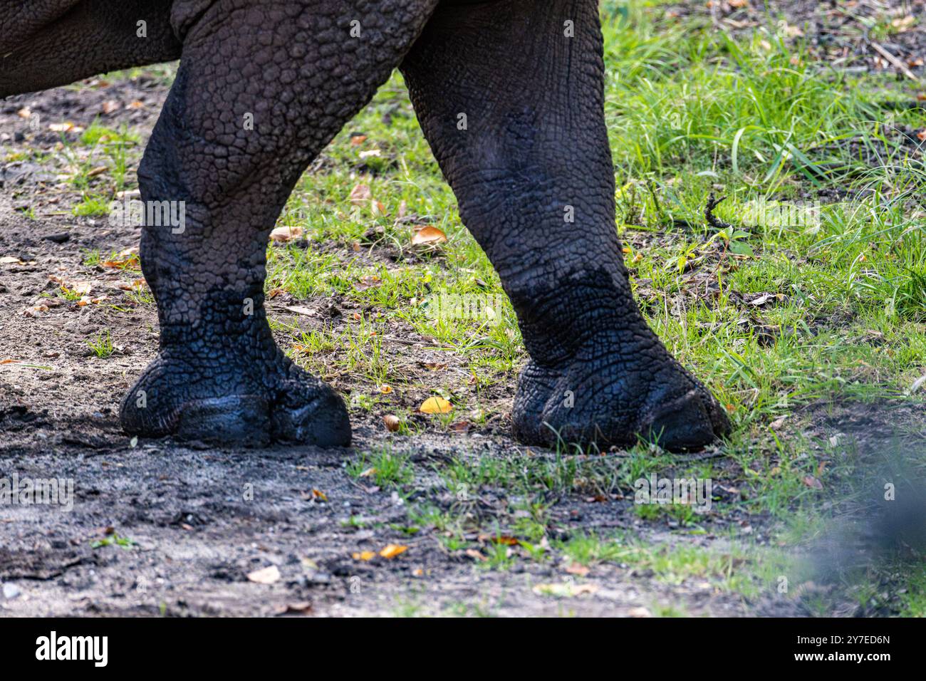 A close-up view of a hippopotamus's sturdy legs showing textured skin ...