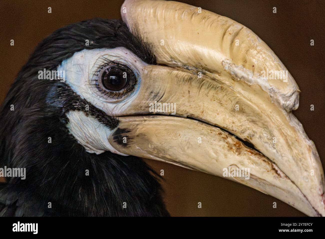 Features distinct species hi-res stock photography and images - Alamy