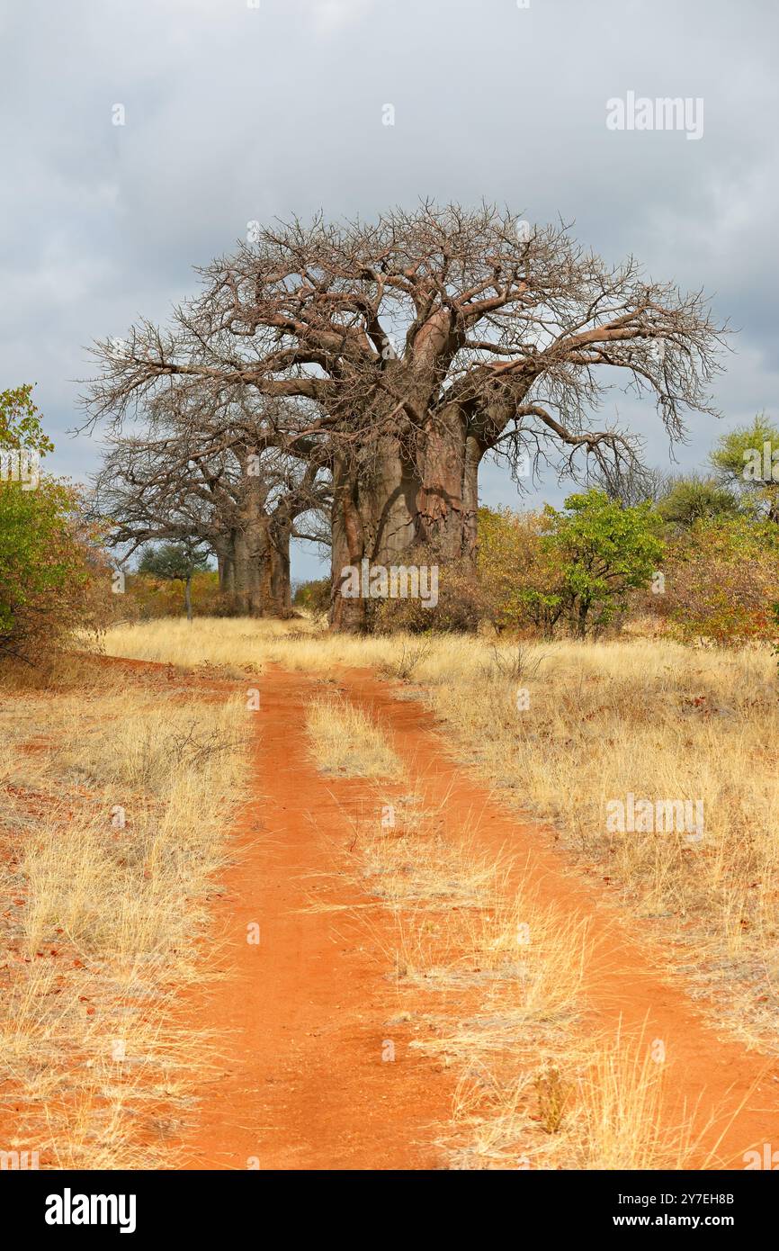 Large baobab trees in mopane savanna during the dry season, Limpopo ...