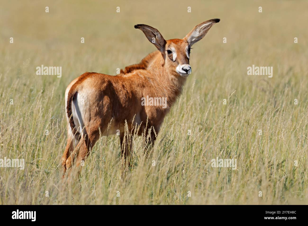 A small roan antelope (Hippotragus equinus) calf in open grassland ...