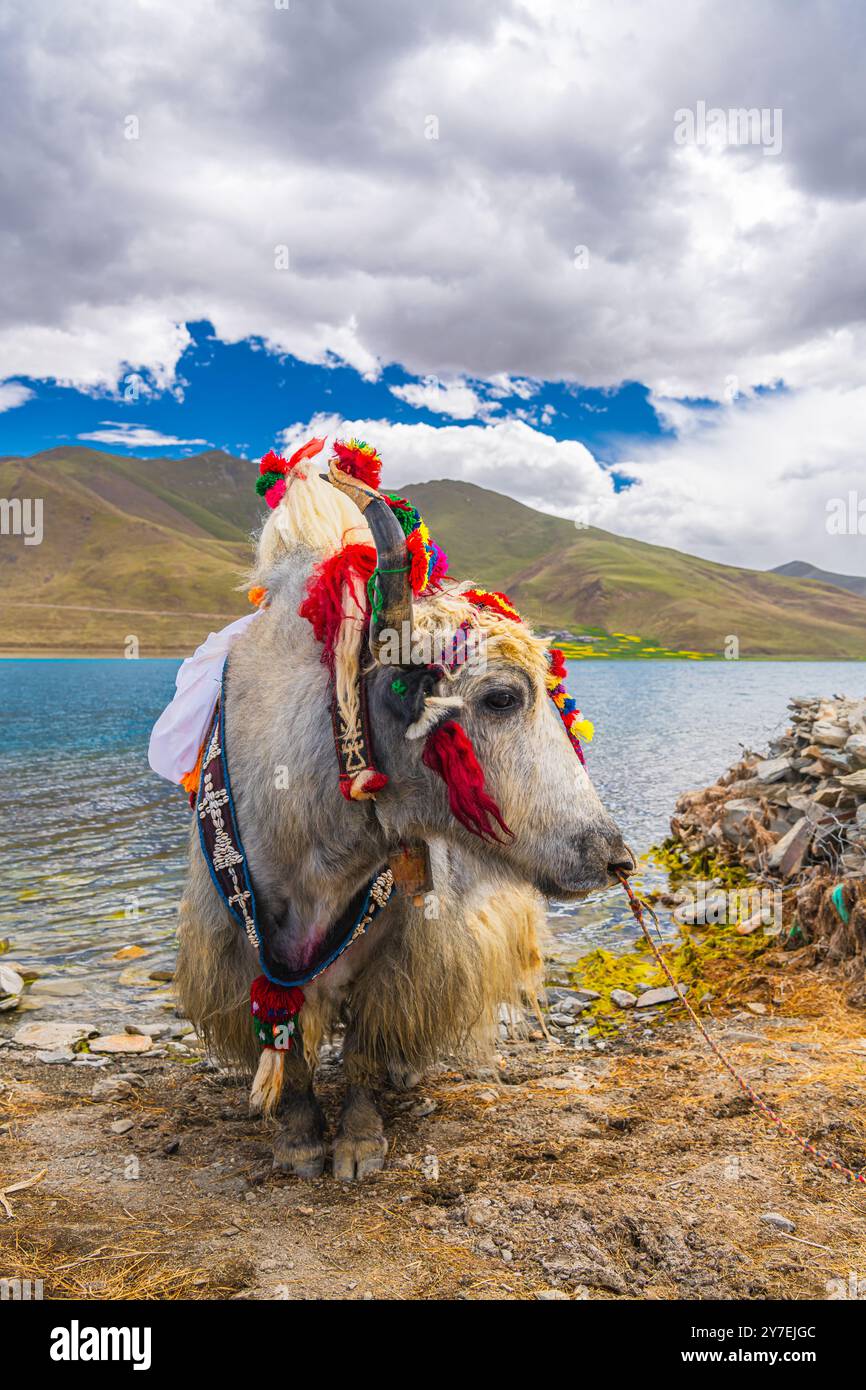 Yak on the shore of Yamdrok Lake, one of the three largest sacred lakes in Tibet, China Stock ...