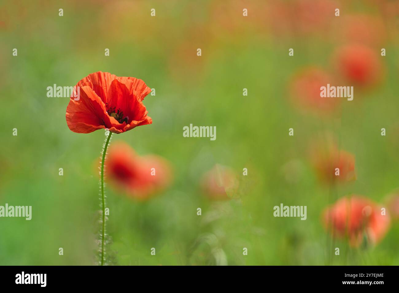 World War remembrance day. Lone Red Poppy Stock Photo - Alamy