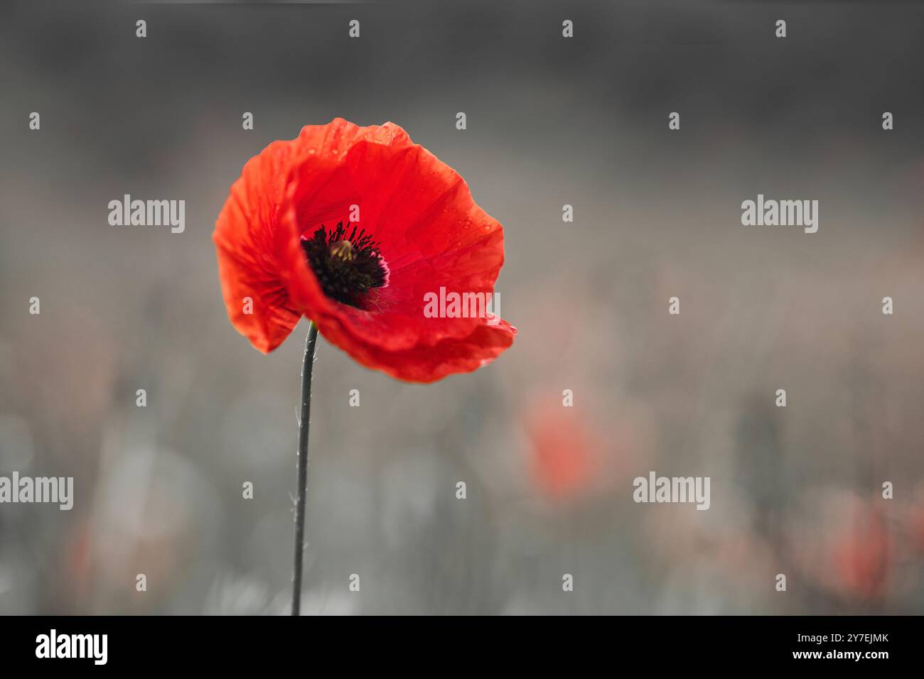 World War remembrance day. Red poppy is symbol of remembrance to those ...