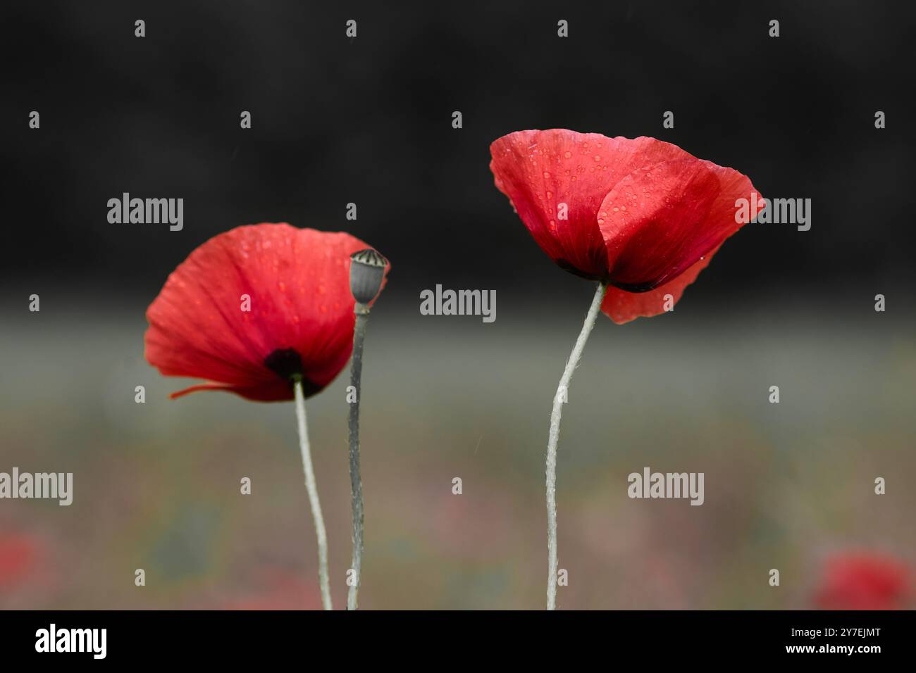 World War remembrance day. Red poppy is symbol of remembrance to those ...