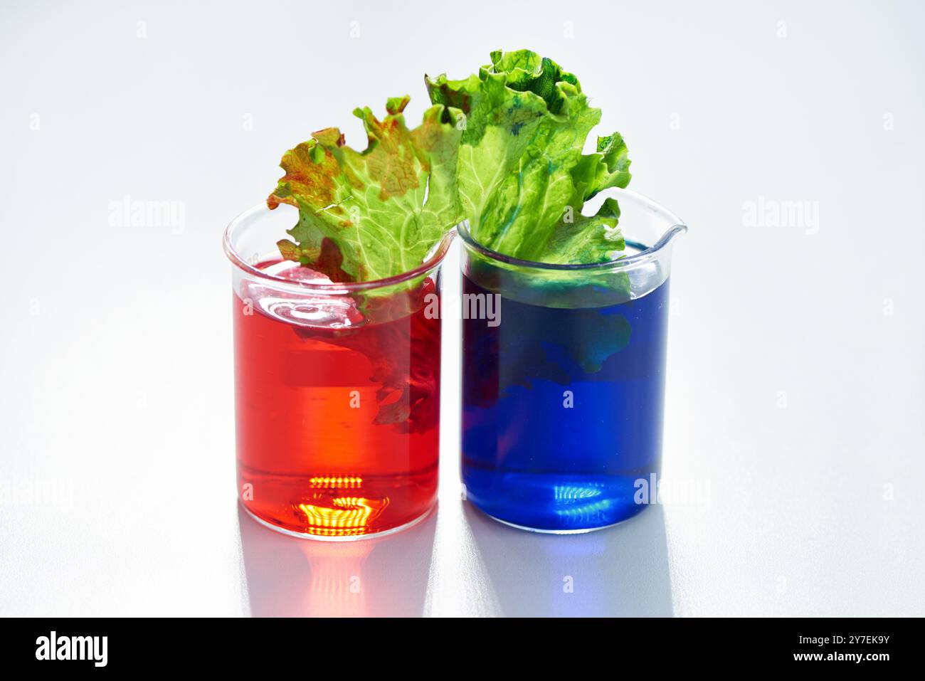 Science, blue and red liquid for plants for agro development ...