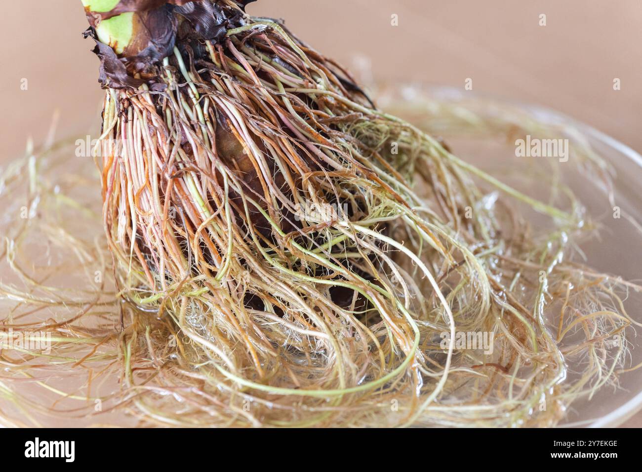 Resilient organism hi-res stock photography and images - Alamy