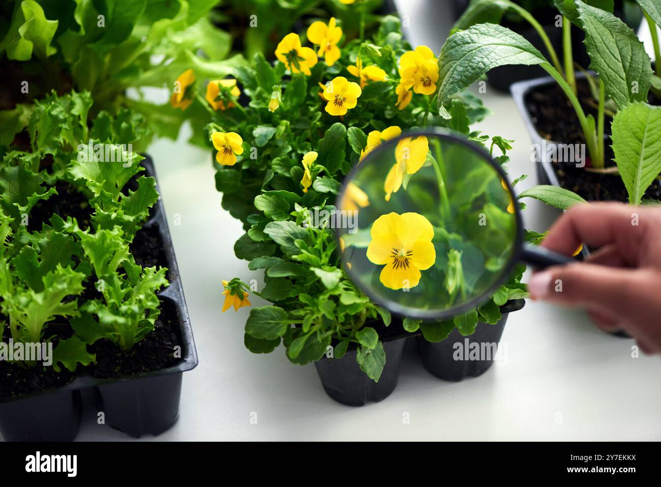 Plant, search and hands with magnifying glass with flower for ...