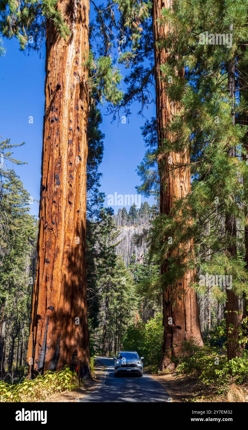 Giant Sequoias in the Sequoia National Park in California Stock Photo ...
