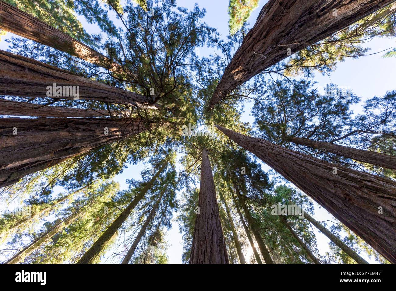 Giant Sequoias in the Sequoia National Park in California Stock Photo ...