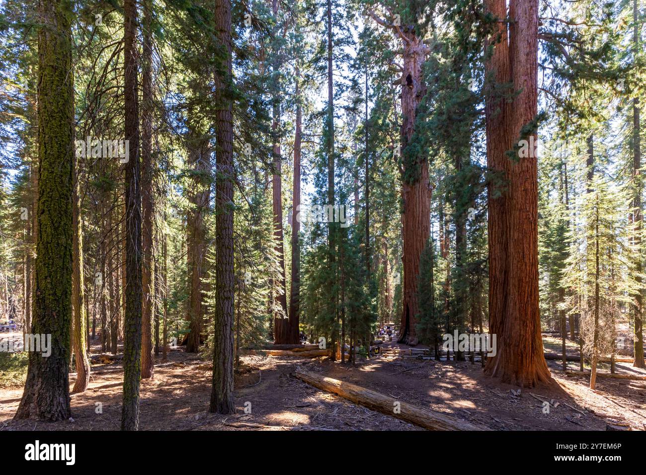 Giant Sequoias in the Sequoia National Park in California Stock Photo ...