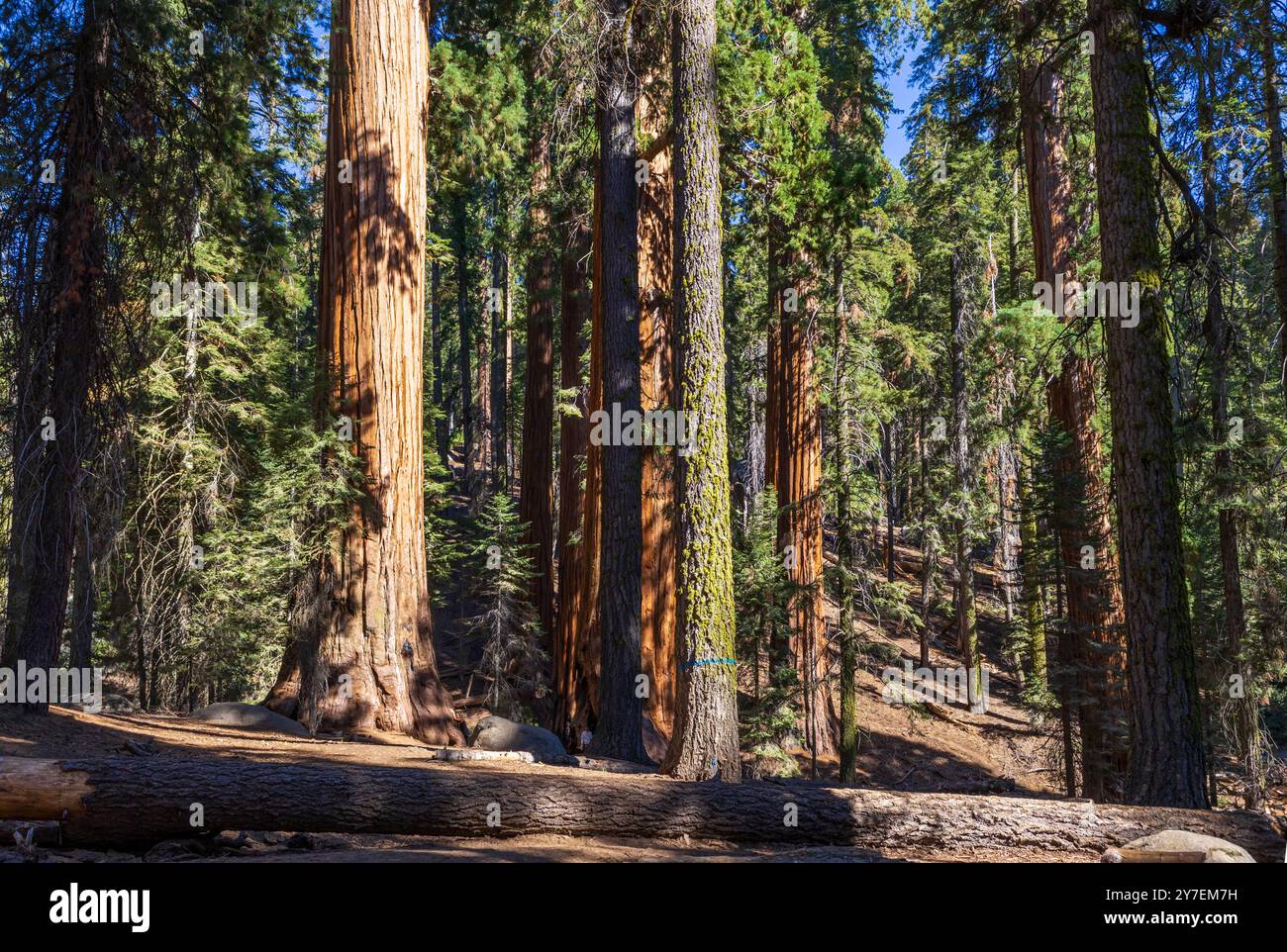 Giant Sequoias in the Sequoia National Park in California Stock Photo ...