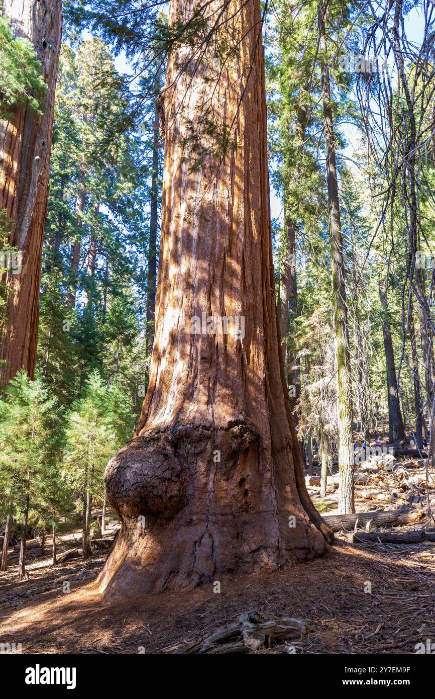 Giant Sequoias in the Sequoia National Park in California Stock Photo ...