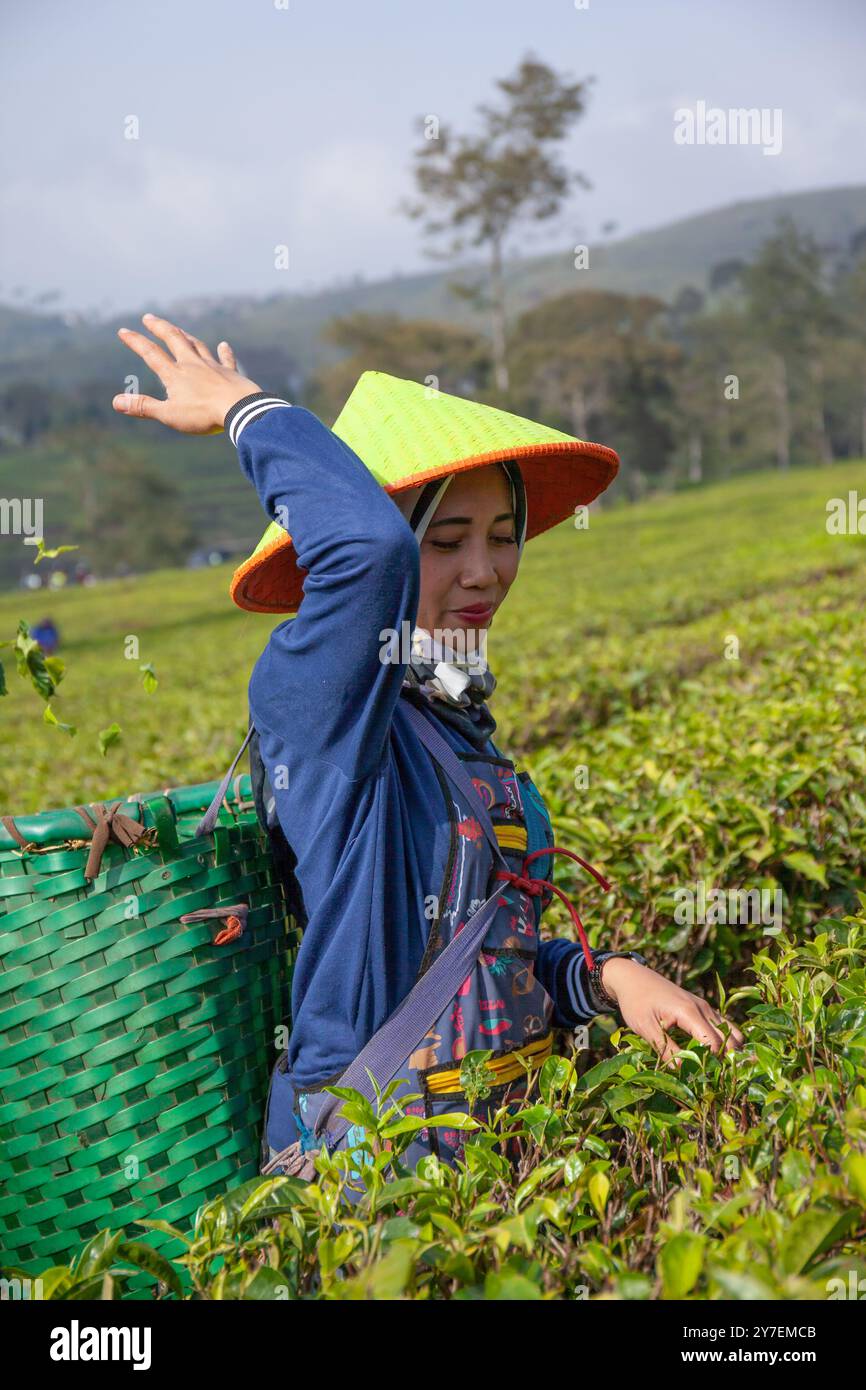Cukul tea plantation hi-res stock photography and images - Alamy