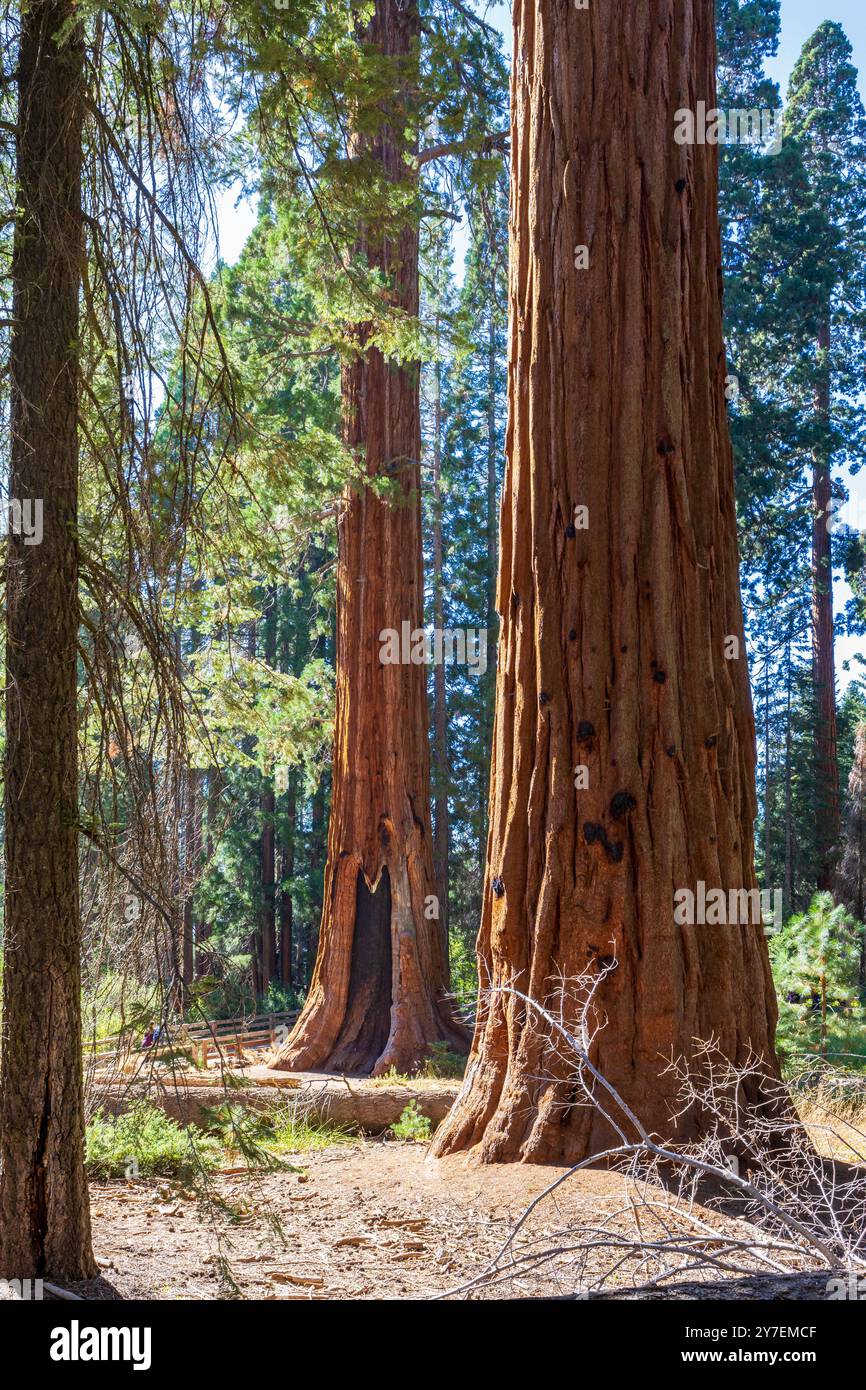 Giant Sequoias in the Sequoia National Park in California Stock Photo ...