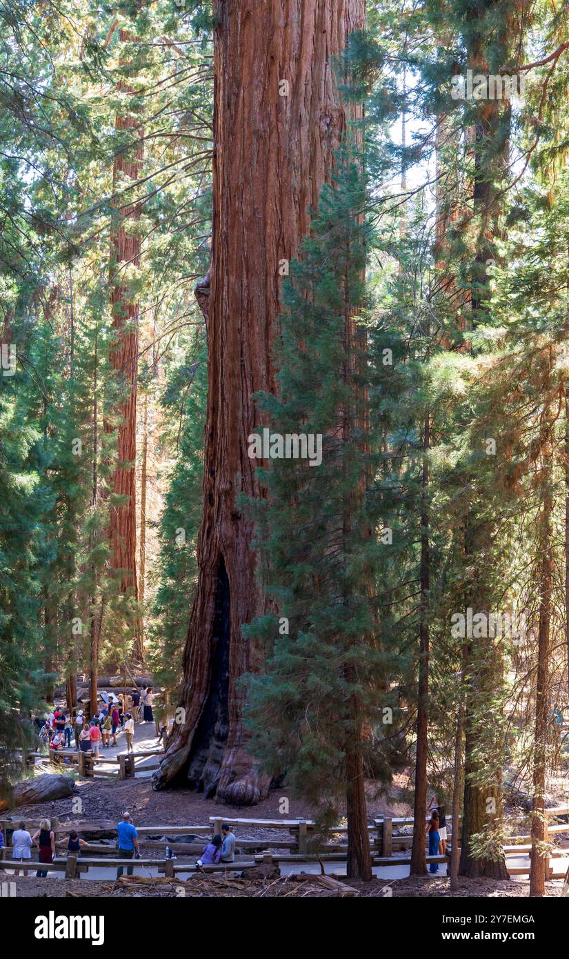Giant Sequoias in the Sequoia National Park in California Stock Photo ...