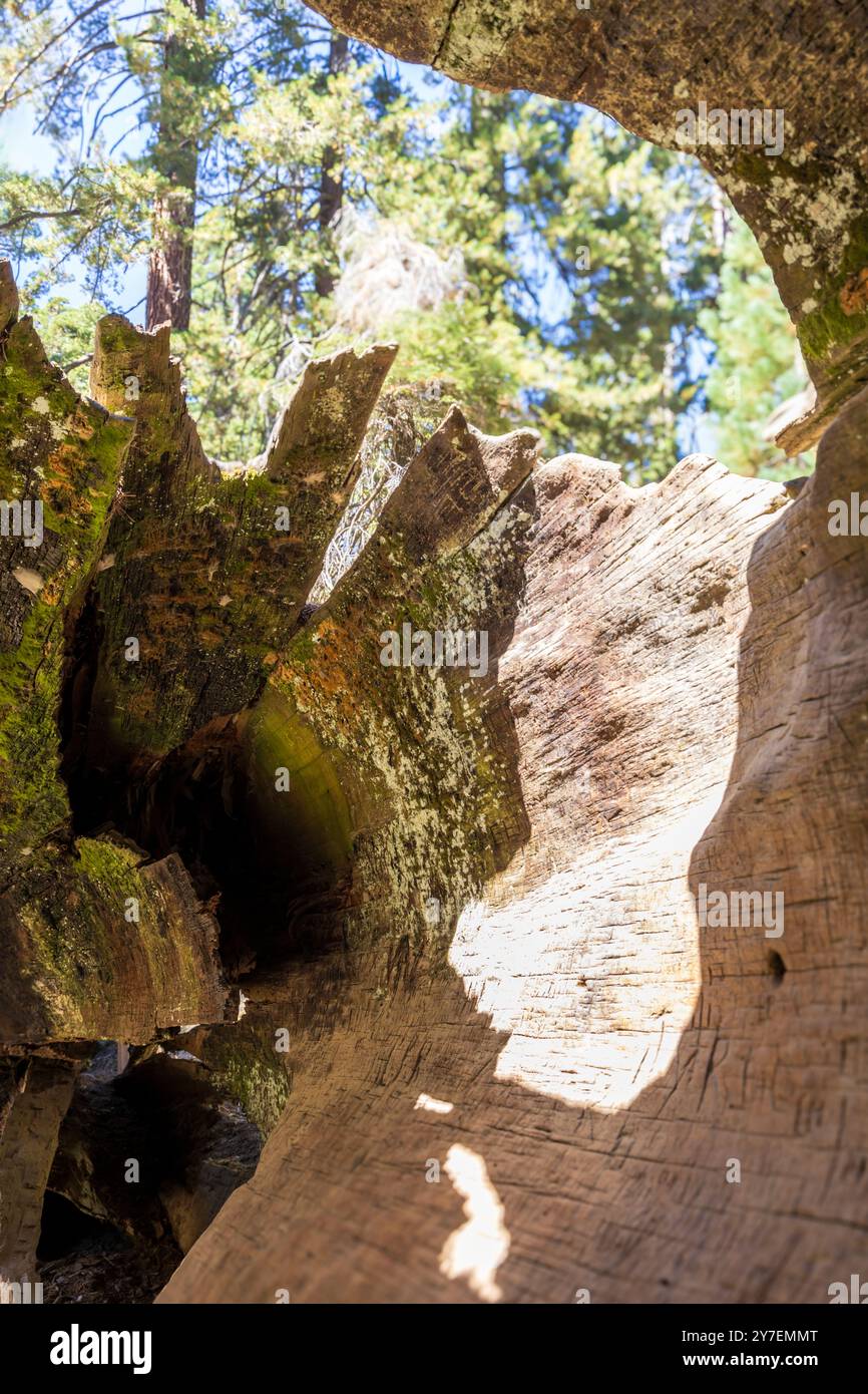 The view from inside of a fallen sequoia in Sequoia National Park in ...
