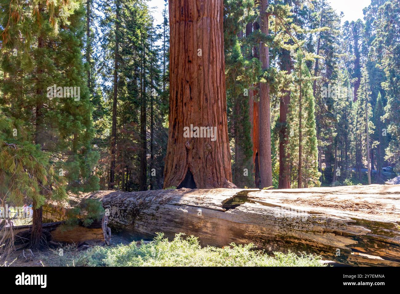 Giant Sequoias in the Sequoia National Park in California Stock Photo ...