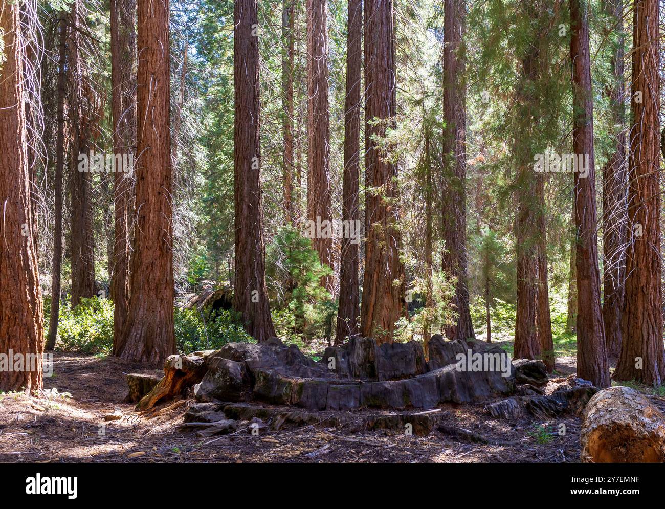 Giant Sequoias in the Sequoia National Park in California Stock Photo ...