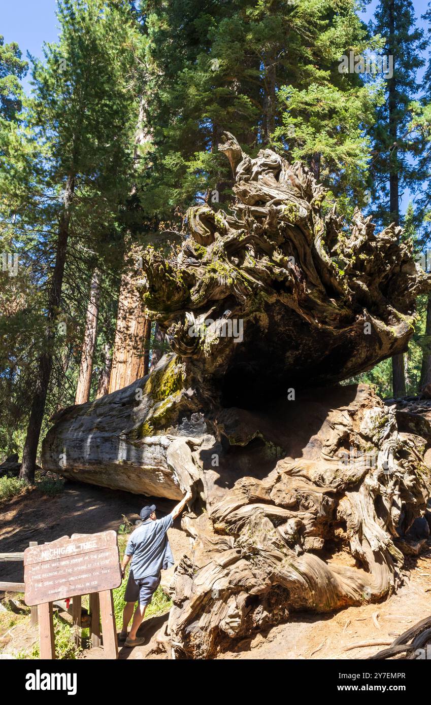 Michigan Tree, Giant Fallen Sequoia in the Sequoia National Park in ...