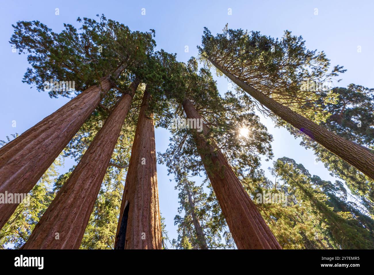 Giant Sequoias in the Sequoia National Park in California Stock Photo ...
