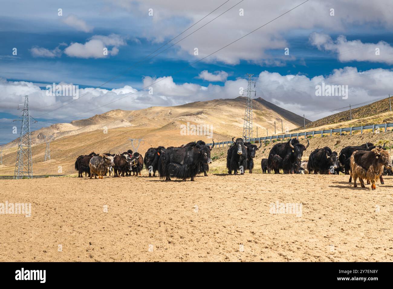 Herd black yaks grazing hi-res stock photography and images - Alamy