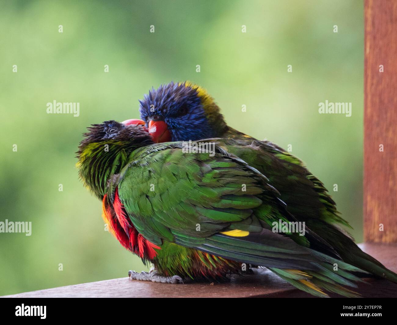 Birds, Rainbow Lorikeets, a pair preening each other, huddled together ...