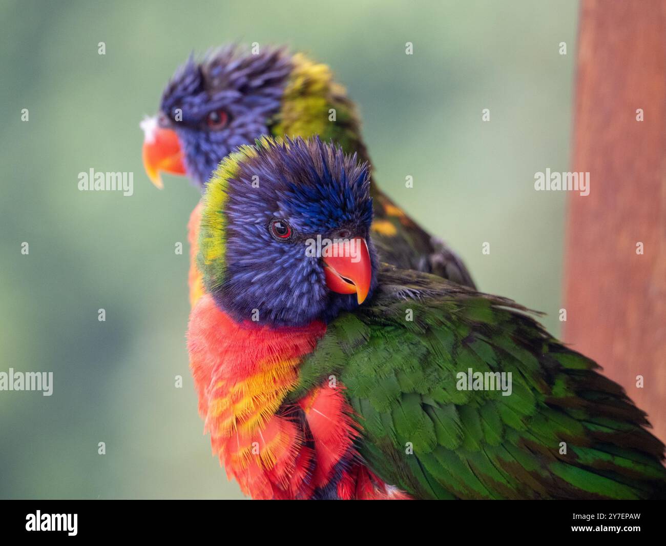 Two vibrant rainbow lorikeets hi-res stock photography and images - Alamy