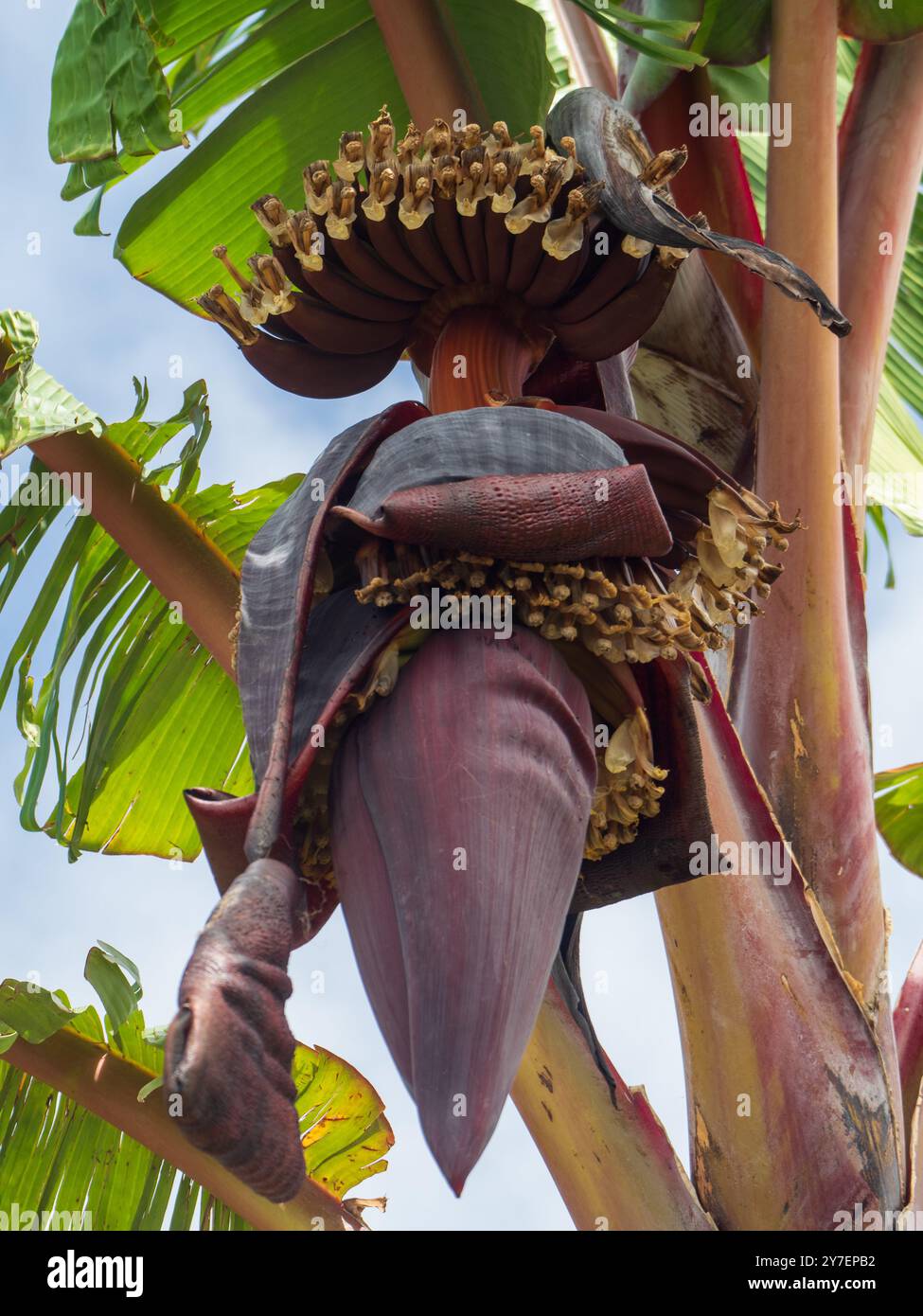 Red Dacca Banana Tree flower stalk or branch, bracts curling back to ...