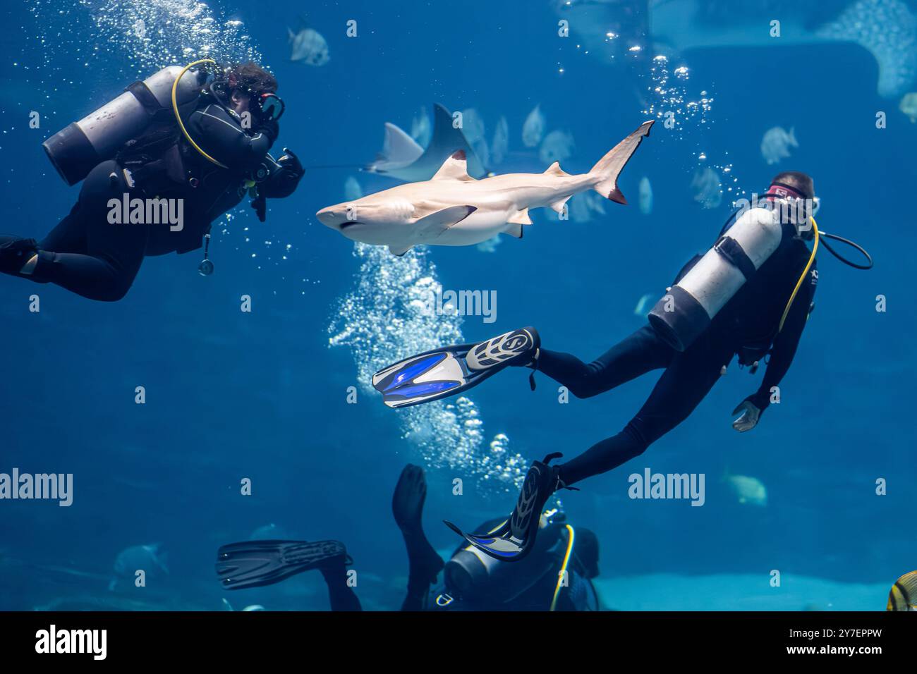 Marine life exhibit hi-res stock photography and images - Alamy