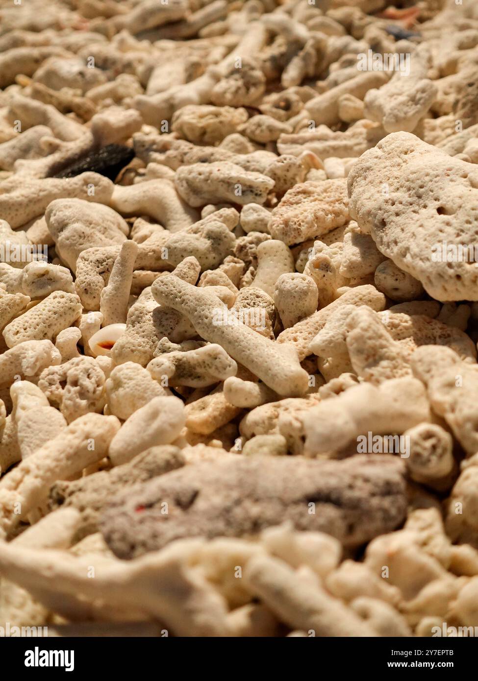 Close-up of a collection of various coral pieces on a beach ...