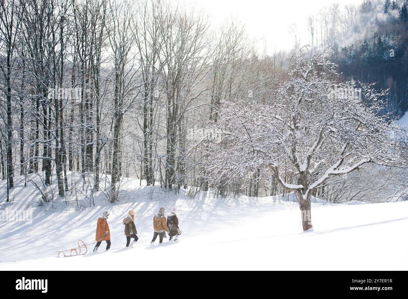 Group of friends pulling sleds behind them, going to sleddingin in ...