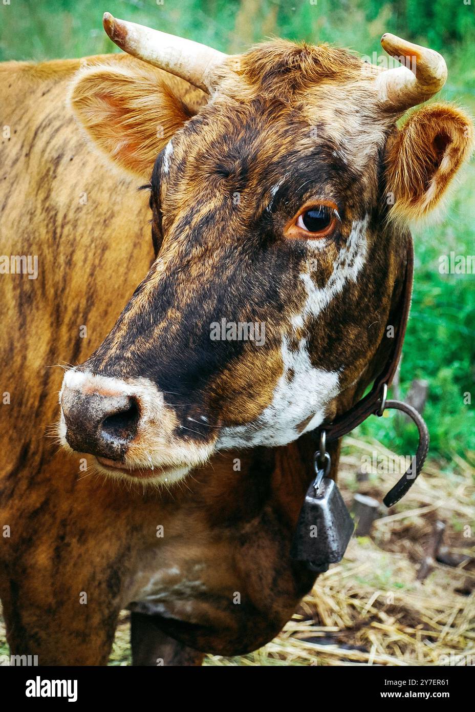 Photography of multi-colored horned cow wearing a cowbell Stock Photo ...