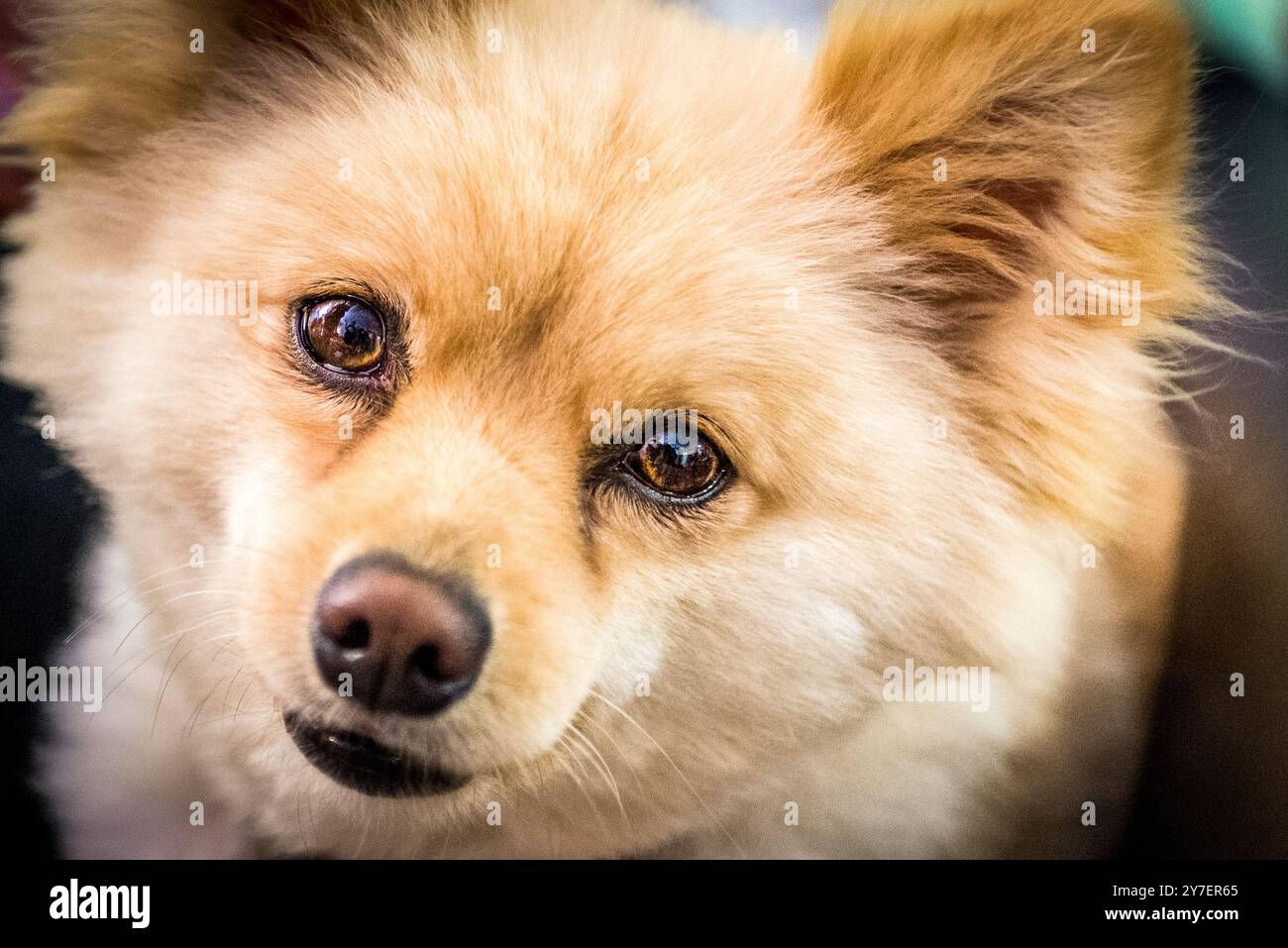 Close up paws spitz hi-res stock photography and images - Alamy