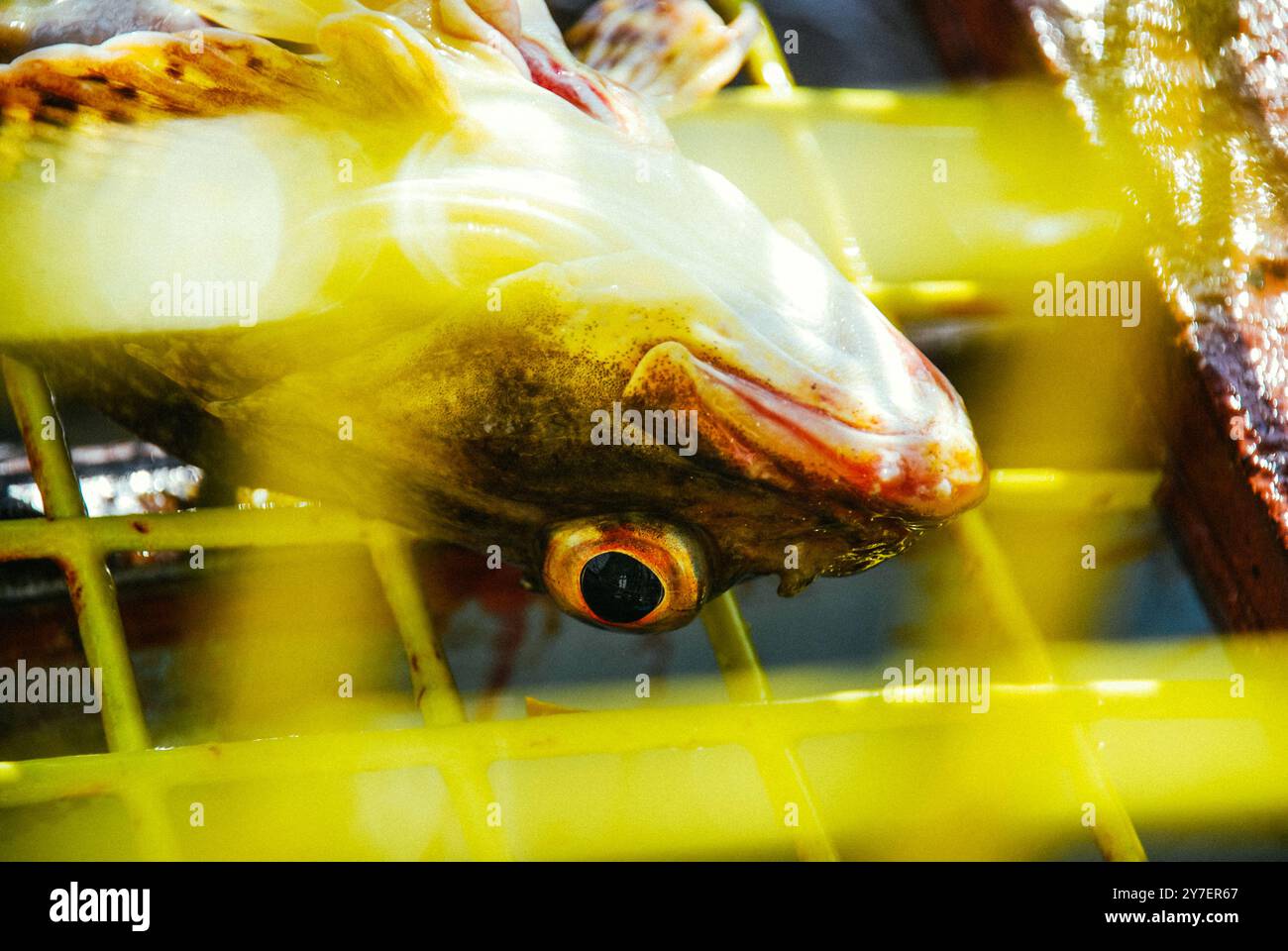 Close up photography of a monk fish inside of a lobster trap Stock ...